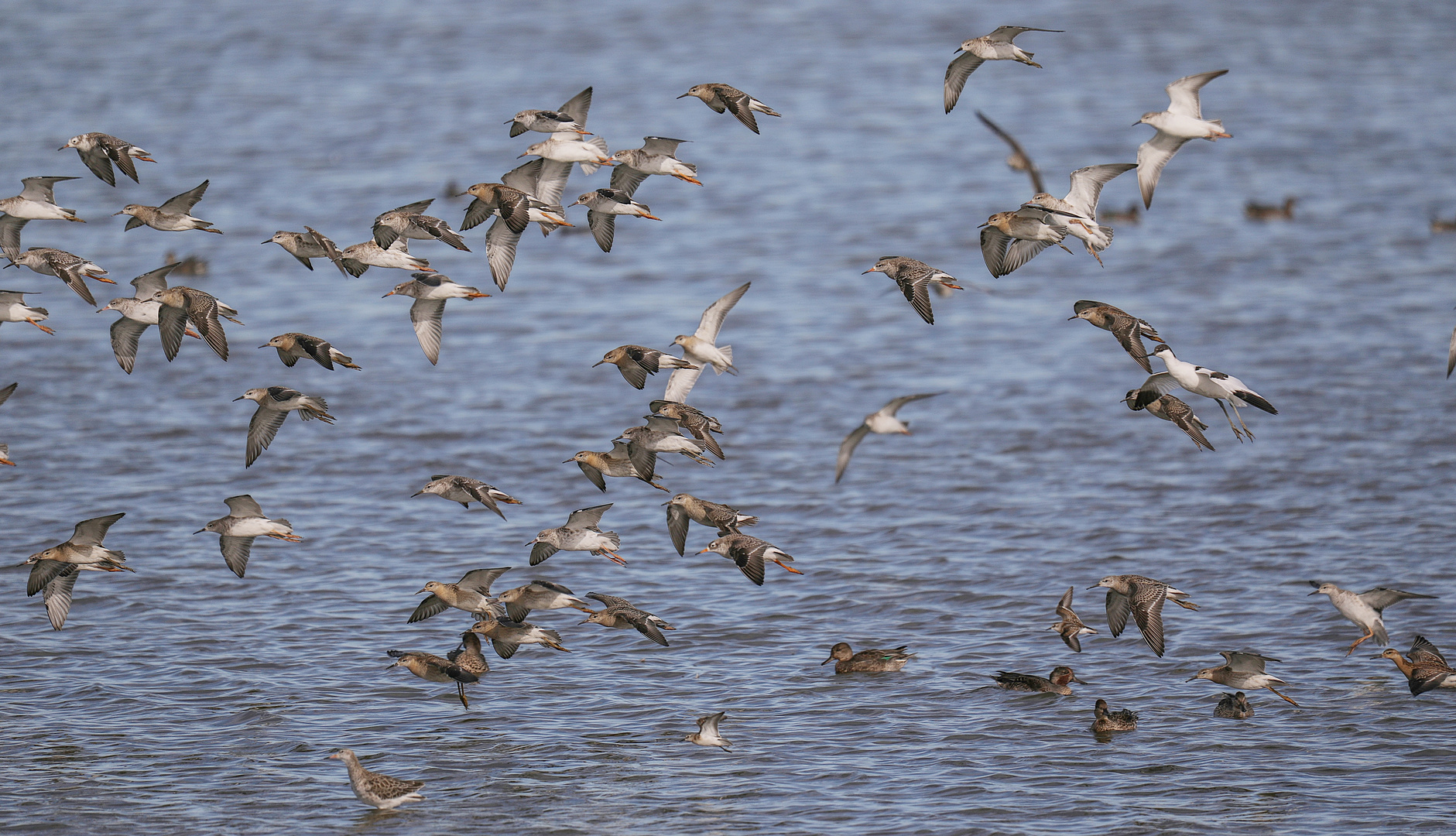 Das große Flattern Foto & Bild | tiere, wildlife, natur Bilder auf ...