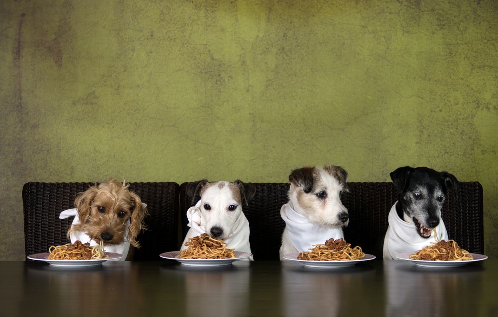 das große Fressen Foto & Bild | tiere, tierfreundschaften, einfach nur ...