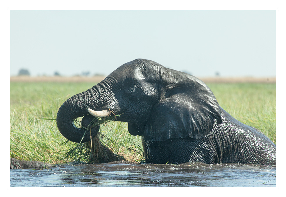 Das große Fressen Foto & Bild | tiere, wildlife, säugetiere Bilder auf ...