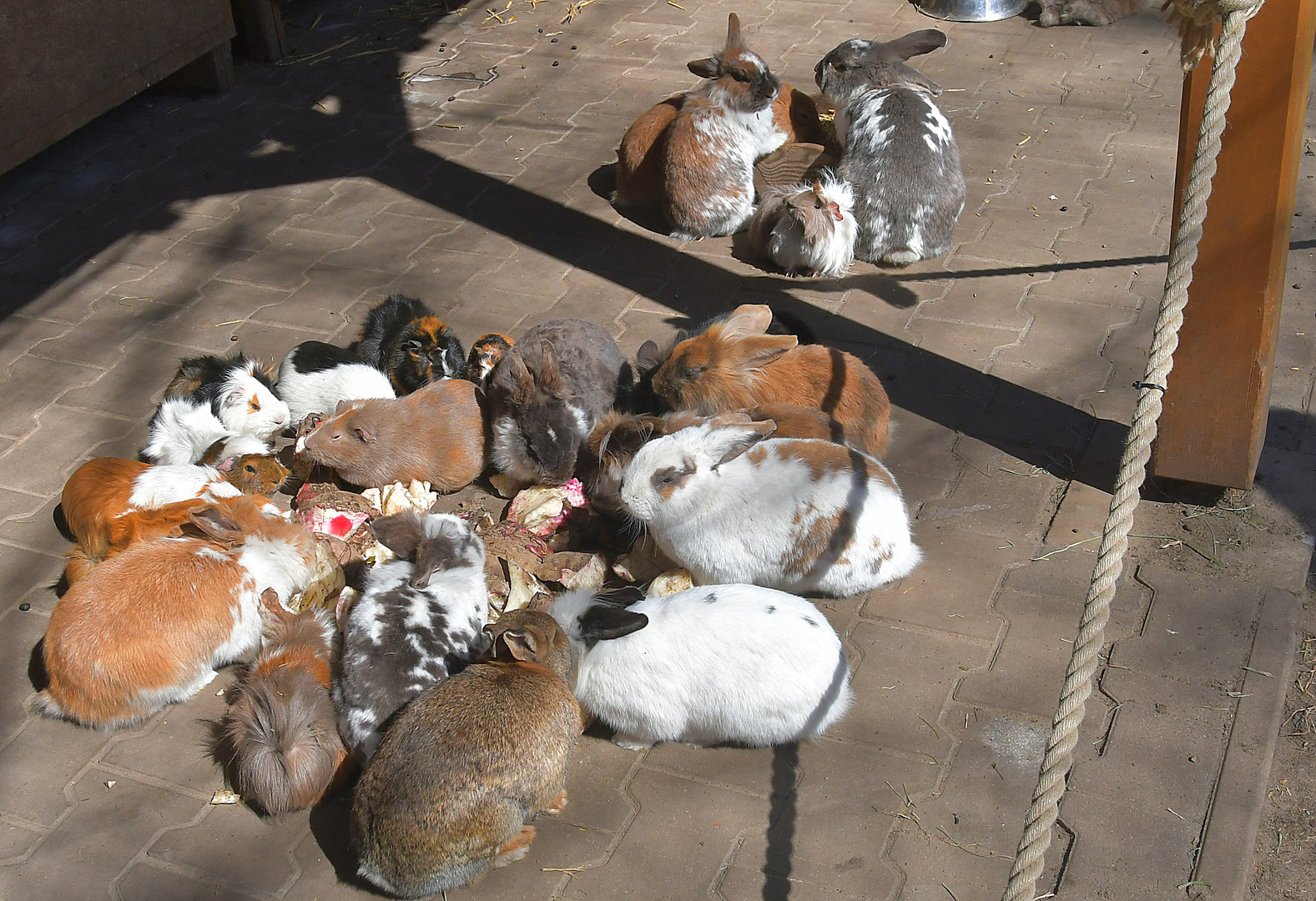 Das große Fressen Foto & Bild | world, natur, zoo Bilder auf fotocommunity