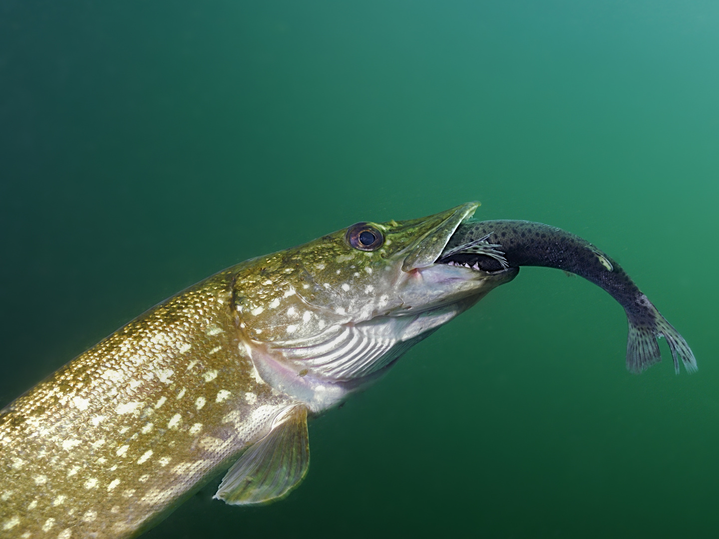 Das große Fressen ( Hecht 2 ) Foto & Bild | art, spezial, natur Bilder ...