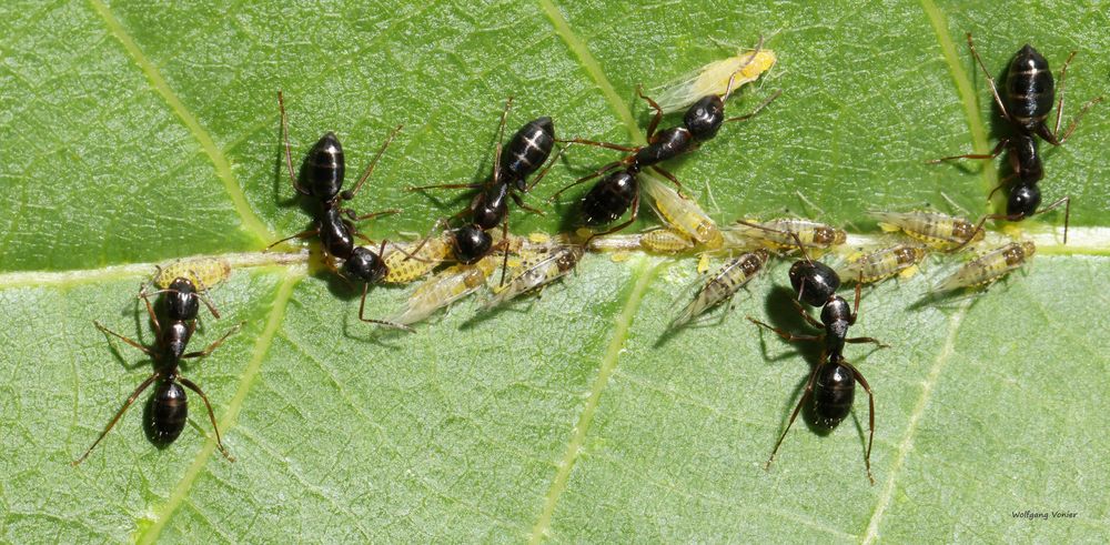 das große Fressen -III- Foto & Bild | spezial, makro, natur Bilder auf ...