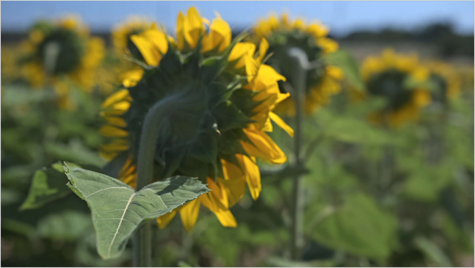 Das grüne Blatt Foto & Bild | sommer, makro, sonne Bilder auf fotocommunity