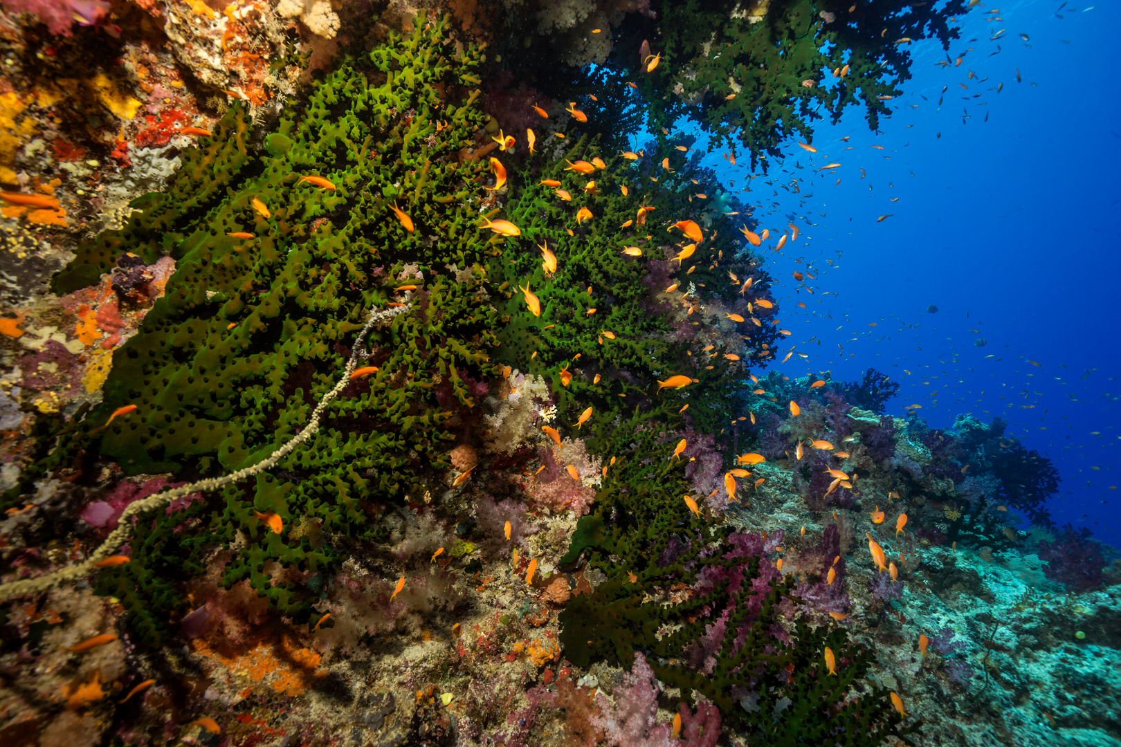 Das grüne Riff Foto & Bild | wasser, sea, meer Bilder auf fotocommunity
