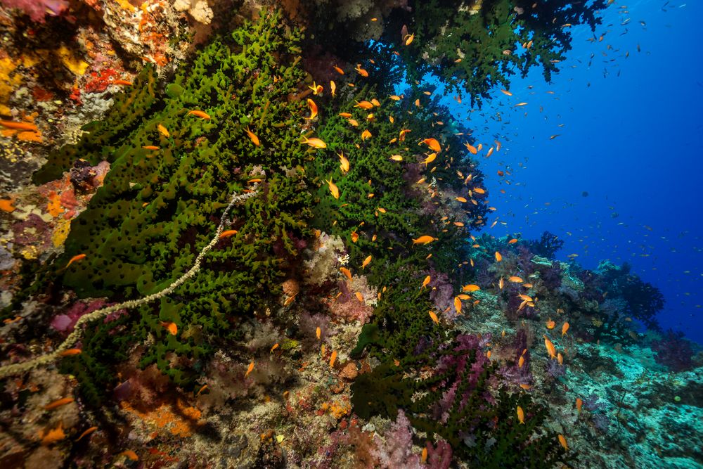 Das grüne Riff Foto & Bild | wasser, sea, meer Bilder auf fotocommunity