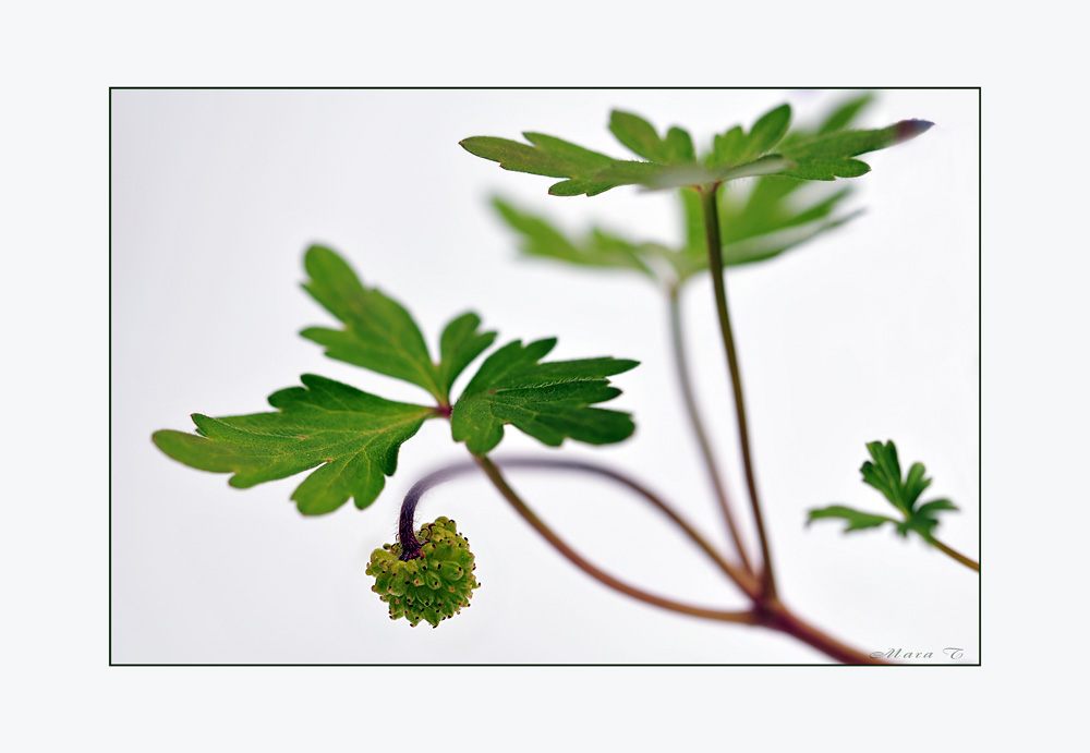 Das Grünzeug ... Foto & Bild | natur-kreativ, aufnahmetechniken, natur ...