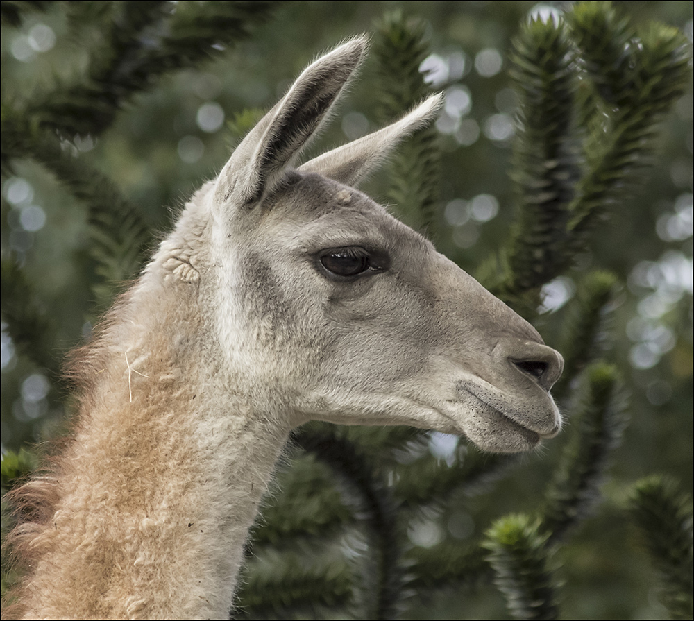 Das Guanako Foto & Bild | tiere, zoo, wildpark & falknerei, säugetiere ...