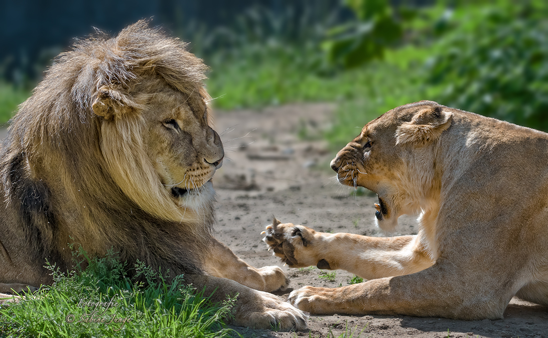 Das hat gesessen! Foto & Bild | nikon, natur, zoo Bilder auf fotocommunity
