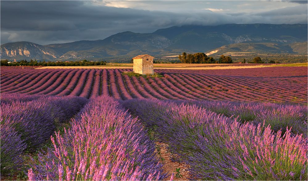 Das Haus im Lavendelfeld Foto & Bild | europe, france, provence-alpes-côte d'azur Bilder auf ...