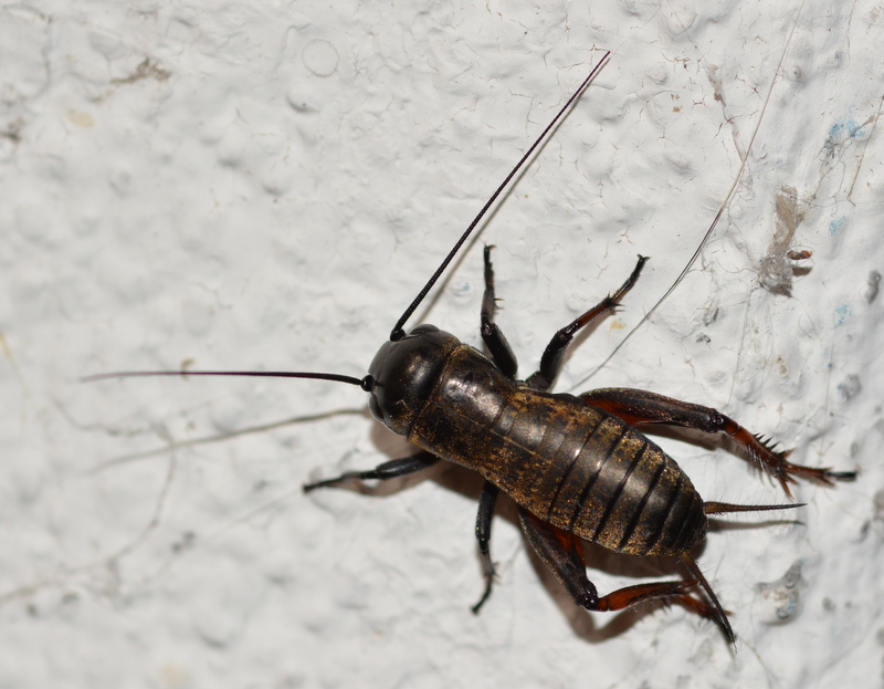 das heimchen Foto & Bild | tiere, wildlife, insekten Bilder auf ...