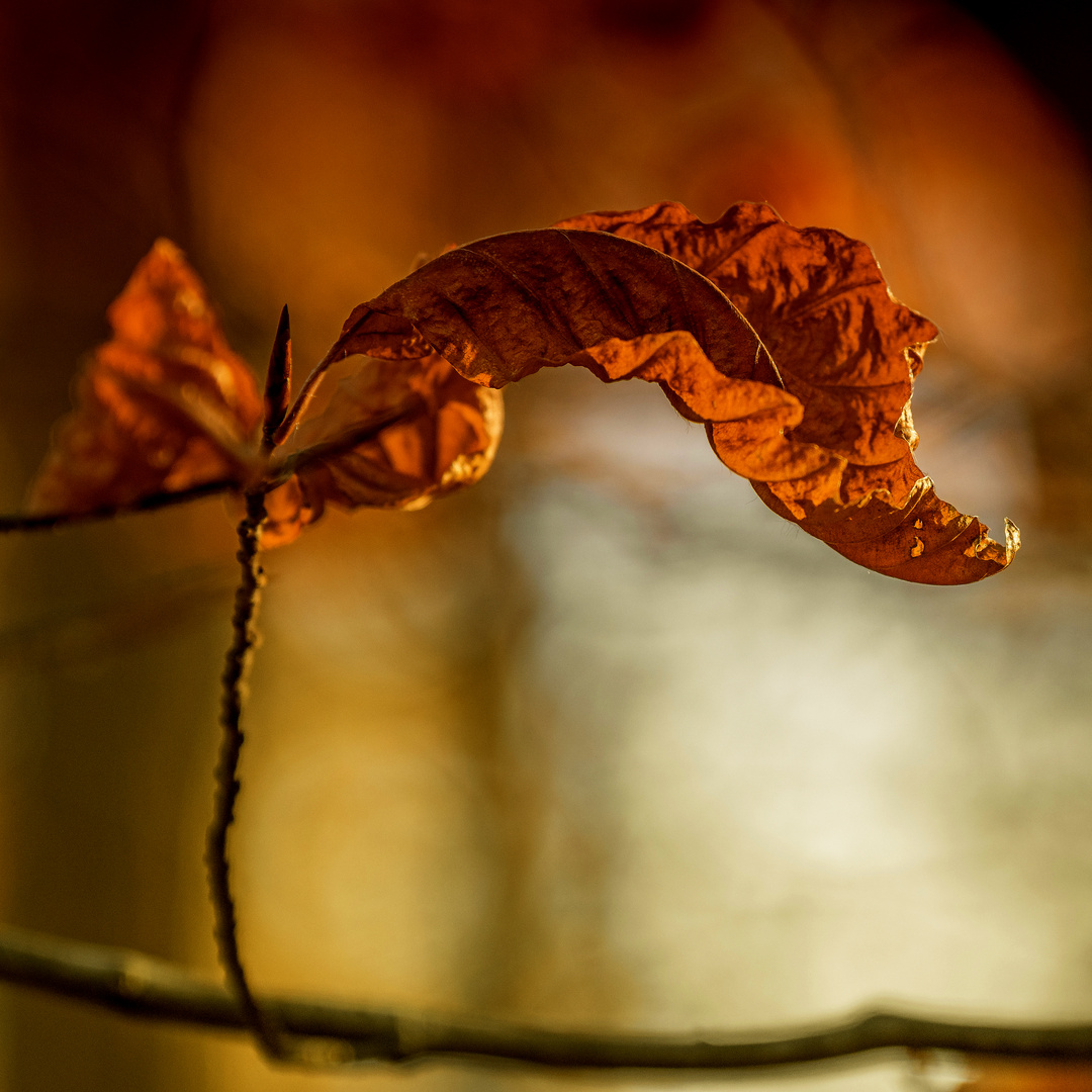 Das Herbstblatt Foto & Bild | bäume, natur, herbst Bilder auf fotocommunity