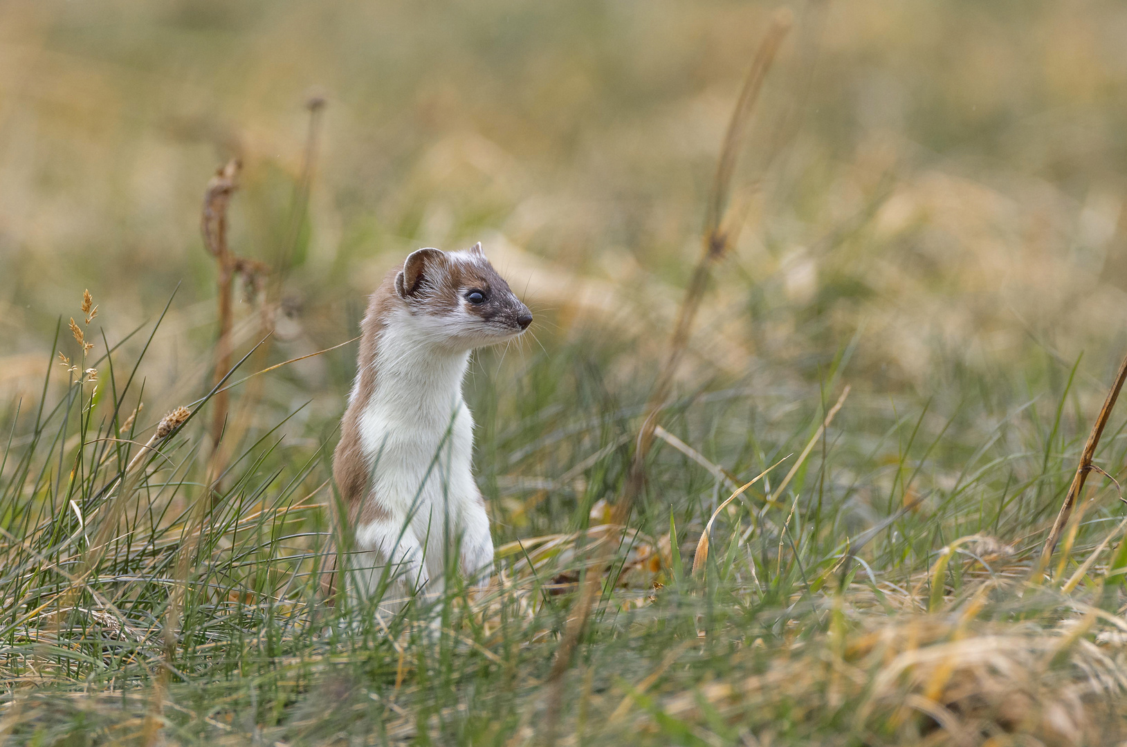 Das Hermelin... Foto & Bild | natur, tiere, wildlife Bilder auf ...