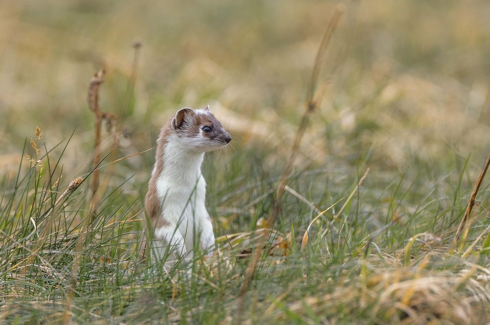 Das Hermelin... Foto & Bild | natur, tiere, wildlife Bilder auf ...