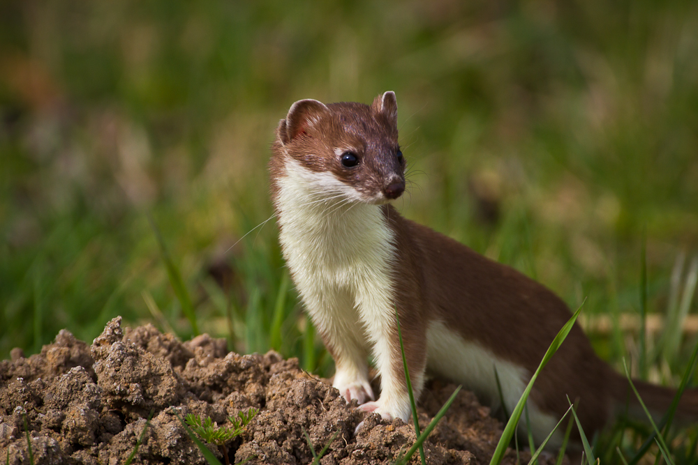 Das Hermelin Foto & Bild | tiere, wildlife, säugetiere Bilder auf ...