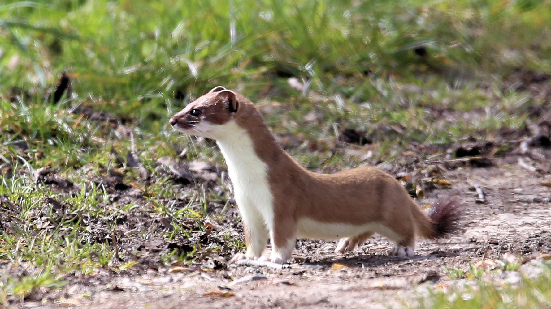 Das Hermelin.. Foto & Bild | tiere, wildlife, säugetiere Bilder auf ...