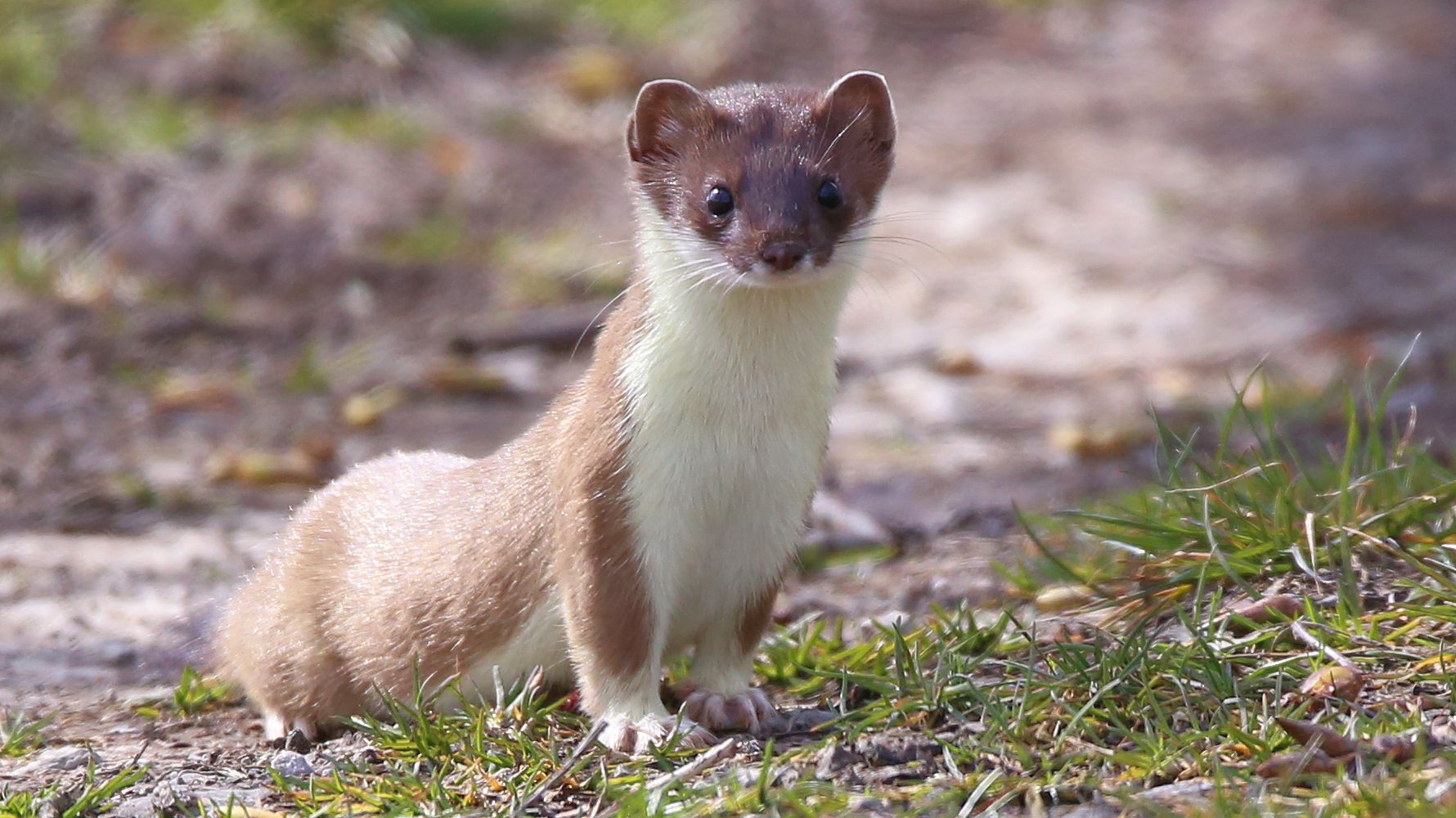 Das Hermelin im Sommerkleid, Foto & Bild | tiere, wildlife, säugetiere ...