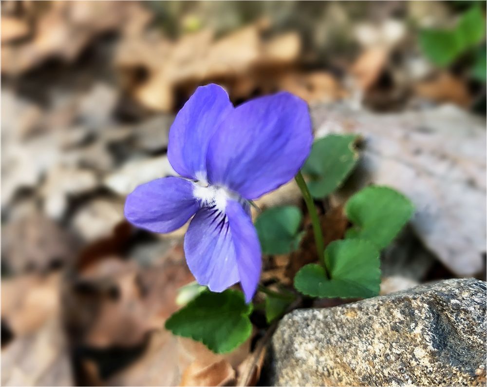 das herzige Veilchen Foto & Bild | makro, frühling, natur Bilder auf ...