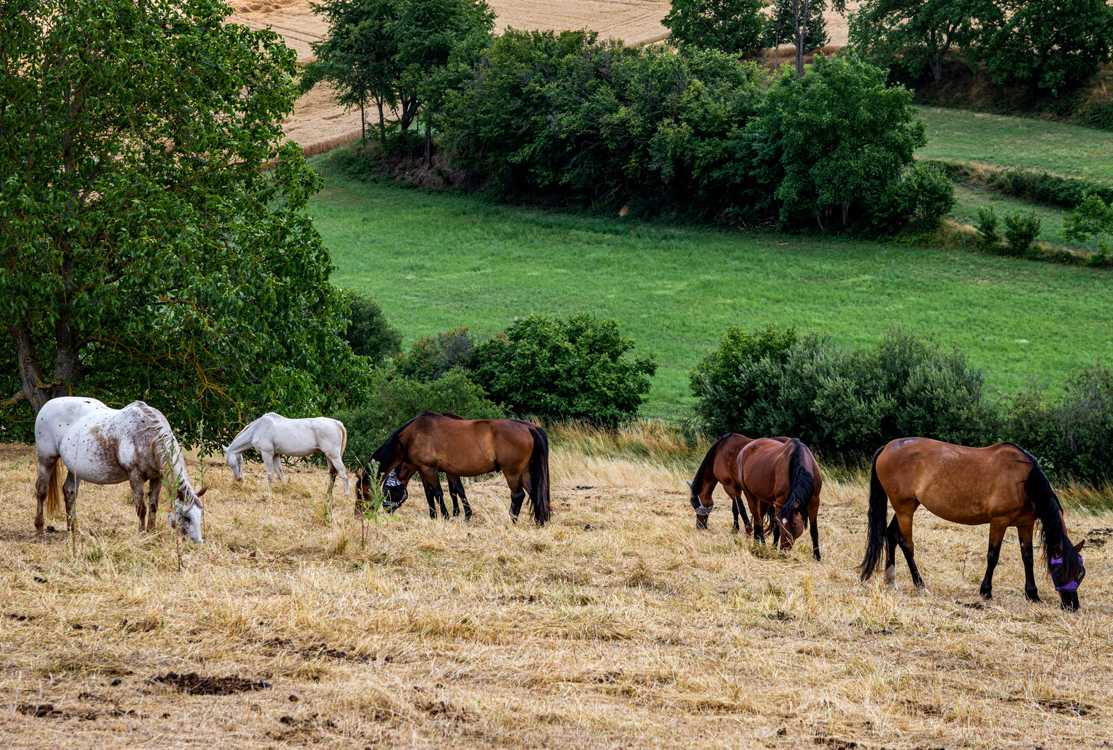 Das Heu wächst auf der Weide Foto & Bild | tiere, haustiere, landschaft ...