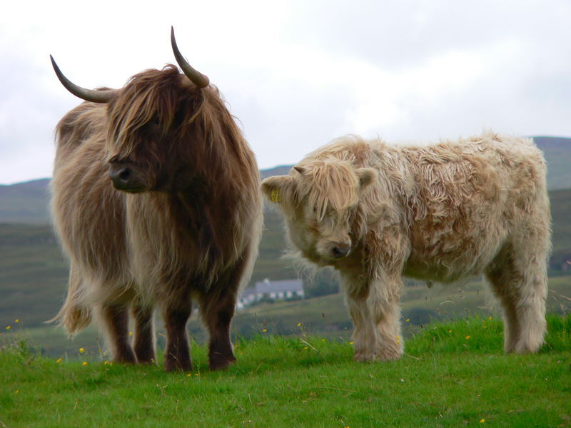 das Highland Rind Foto & Bild | europe, united kingdom & ireland ...