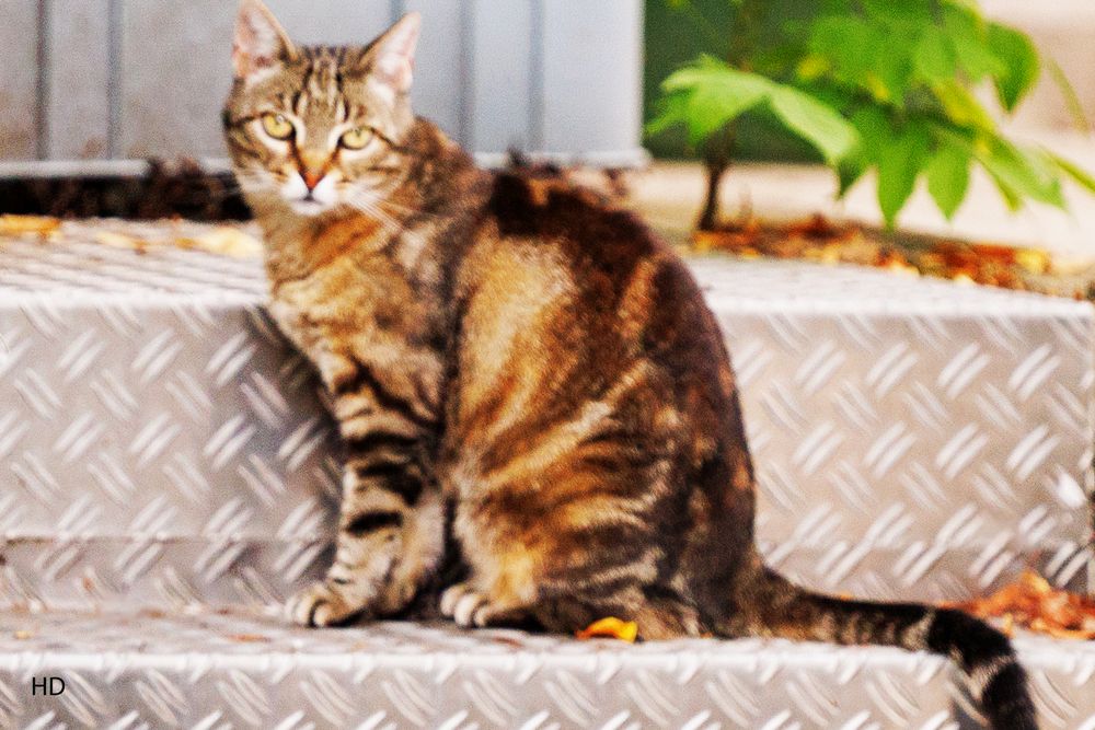 Das in Deutschland am häufigsten gehaltene Haustier Foto & Bild | tiere ...