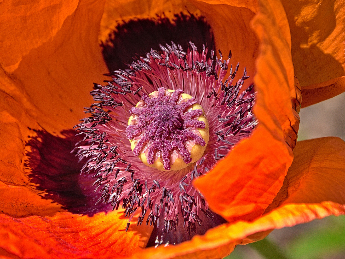 Das Innere einer Mohnblume Foto & Bild | fotos, natur, mohn Bilder auf ...