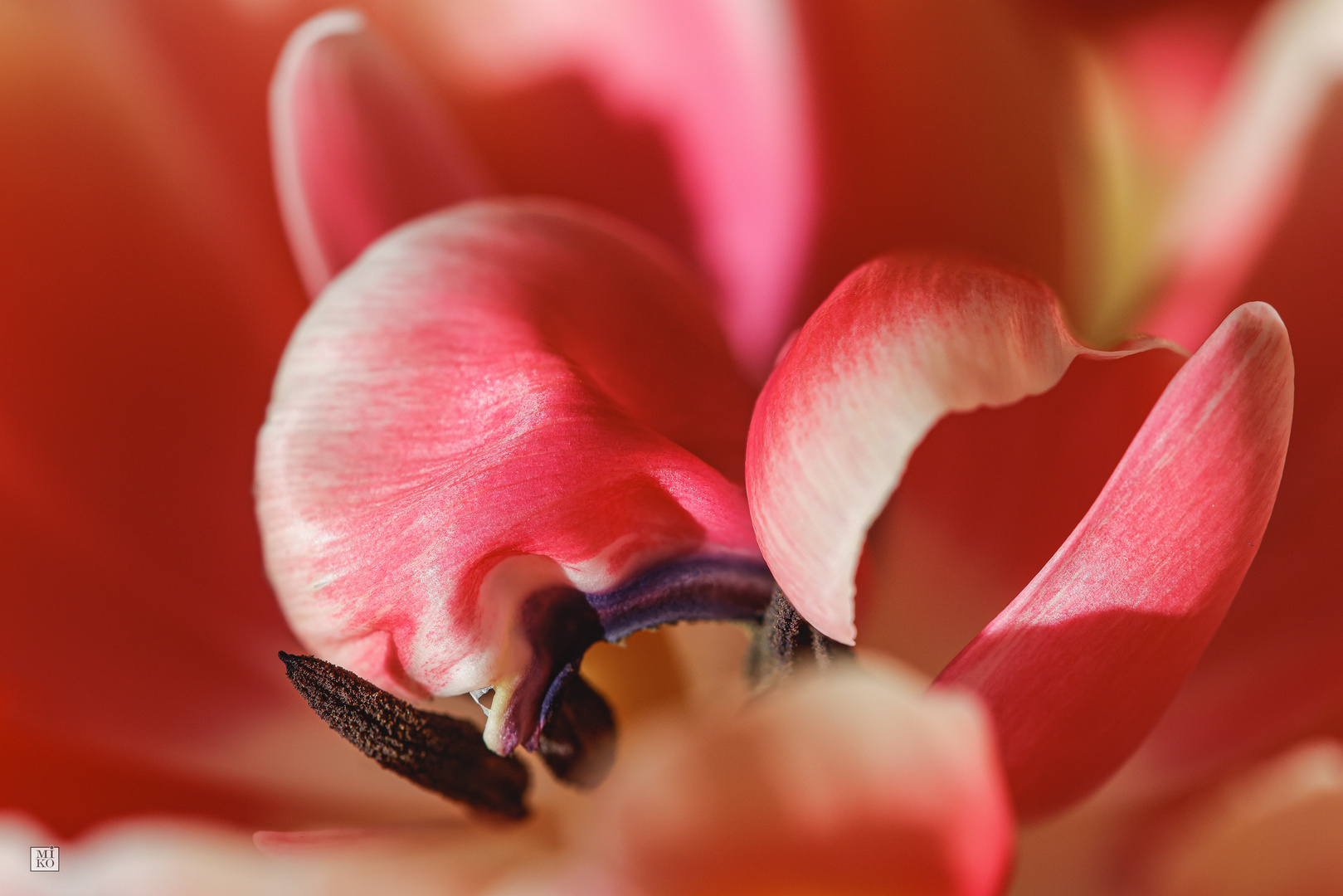 Das Innere einer Tulpe Foto & Bild | pflanzen, pilze & flechten, blüten- & kleinpflanzen, natur ...