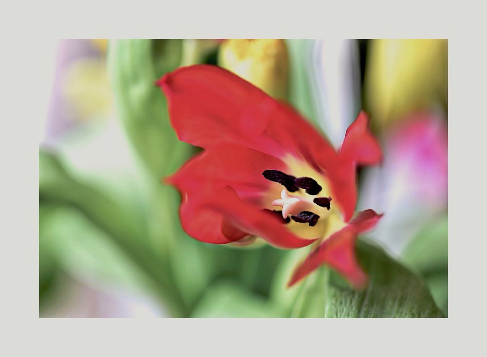 das Innere einer Tulpe Foto & Bild | natur-makros, projekte, natur-kreativ Bilder auf fotocommunity
