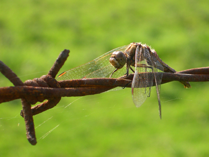 Das Insekt Foto & Bild | tiere, wildlife, libellen Bilder auf fotocommunity