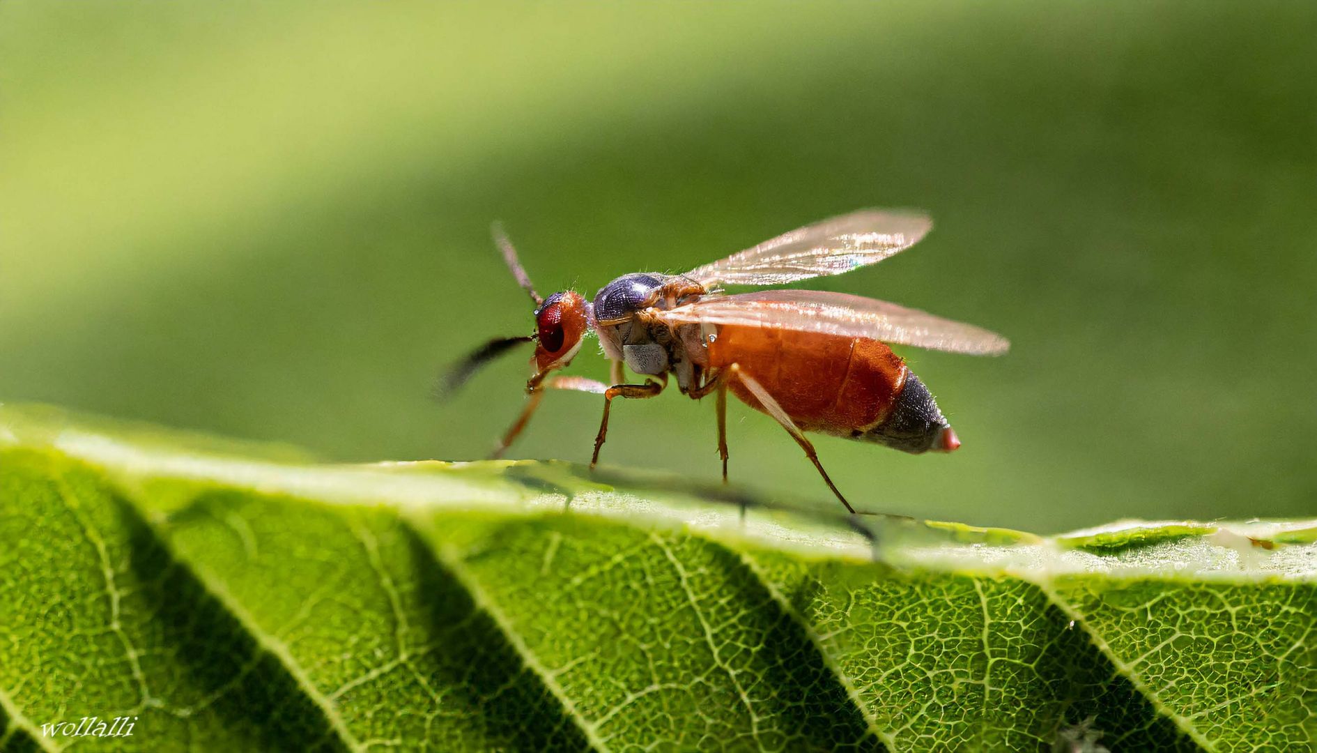 Das Insekt unterwegs auf einem grünen Blatt Foto & Bild | tiere ...