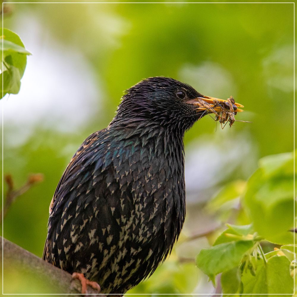 Das Insekten Foto Foto & Bild | tiere, wildlife, wild lebende vögel ...