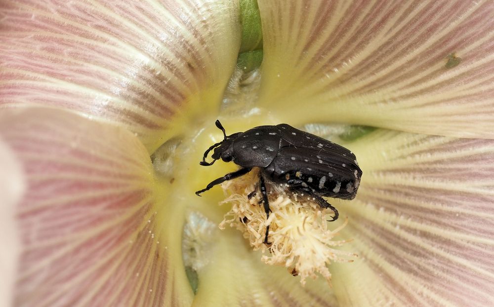 Das ist der Archiv Käfer .... Foto & Bild | fotos, natur, insekten ...