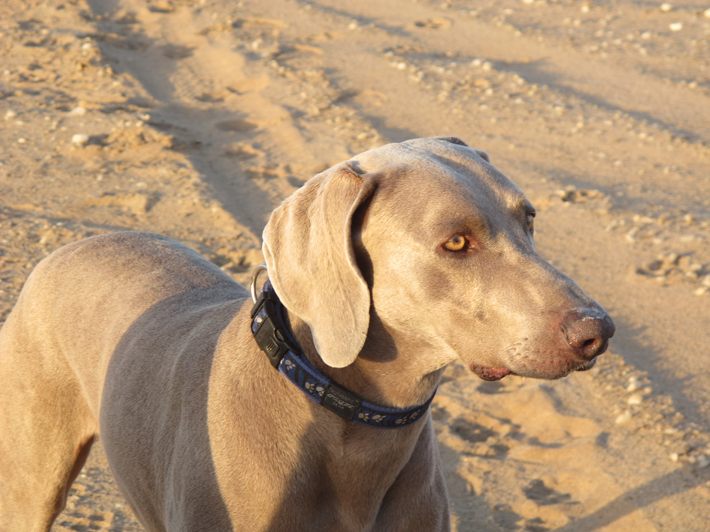 Das ist der Ruede"Ocean" Foto & Bild | tiere, haustiere, hunde Bilder ...