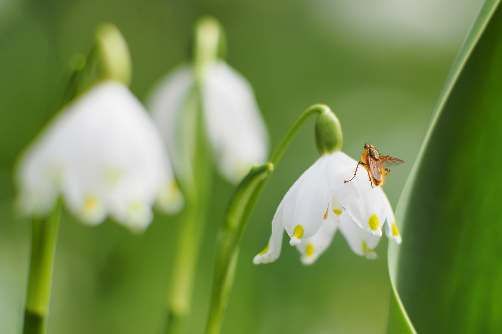 Das ist mir grad auch passiert. Foto & Bild | pflanzen, pilze ...