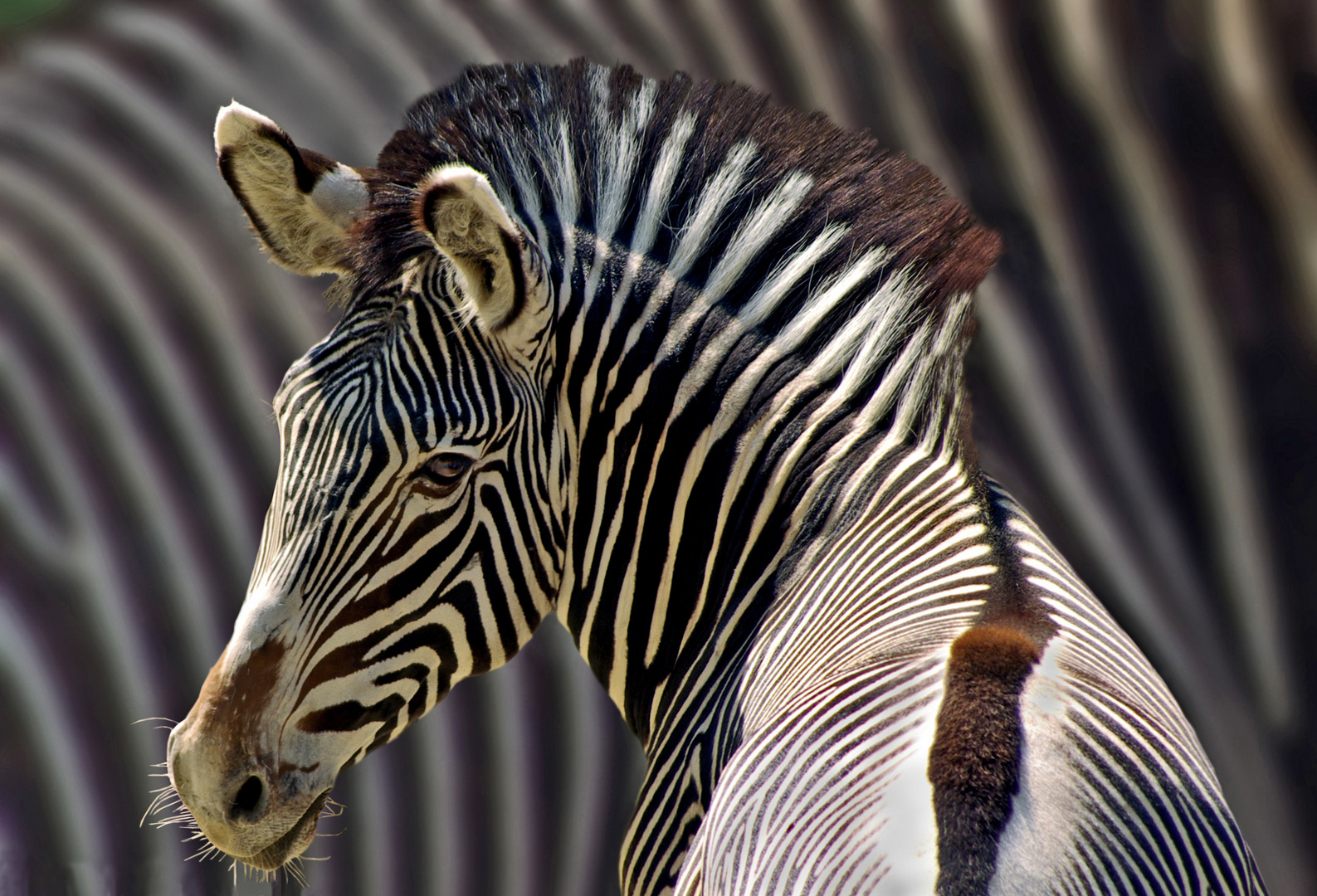 Das junge Zebra..... Foto & Bild | world, natur, köln Bilder auf ...