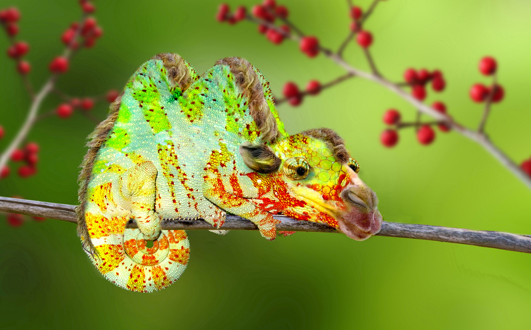 Das Kameleon Foto & Bild | tiere, fotomontage, composing Bilder auf ...