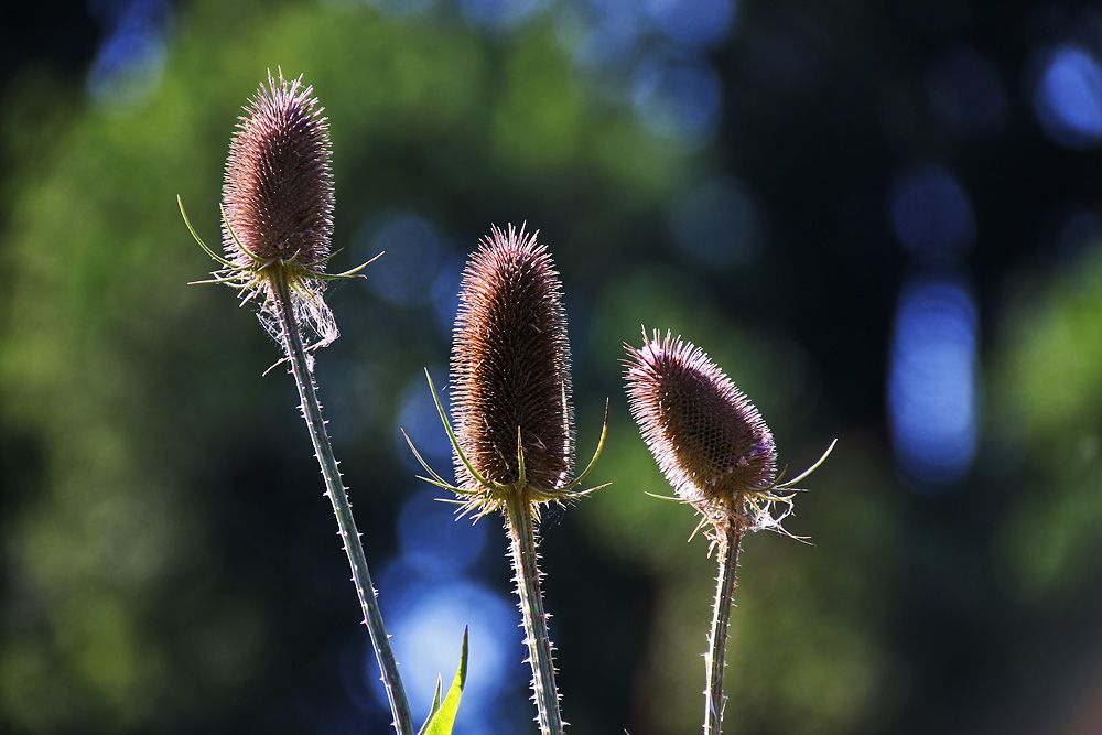 das "Karden-Trio" Foto & Bild | pflanzen, pilze & flechten, blüten ...