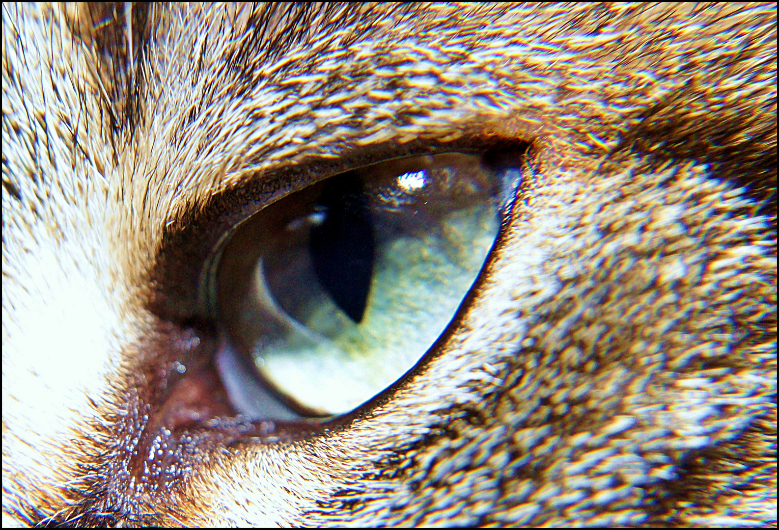 Das Katzenauge Foto & Bild | tiere, haustiere, katzen Bilder auf ...