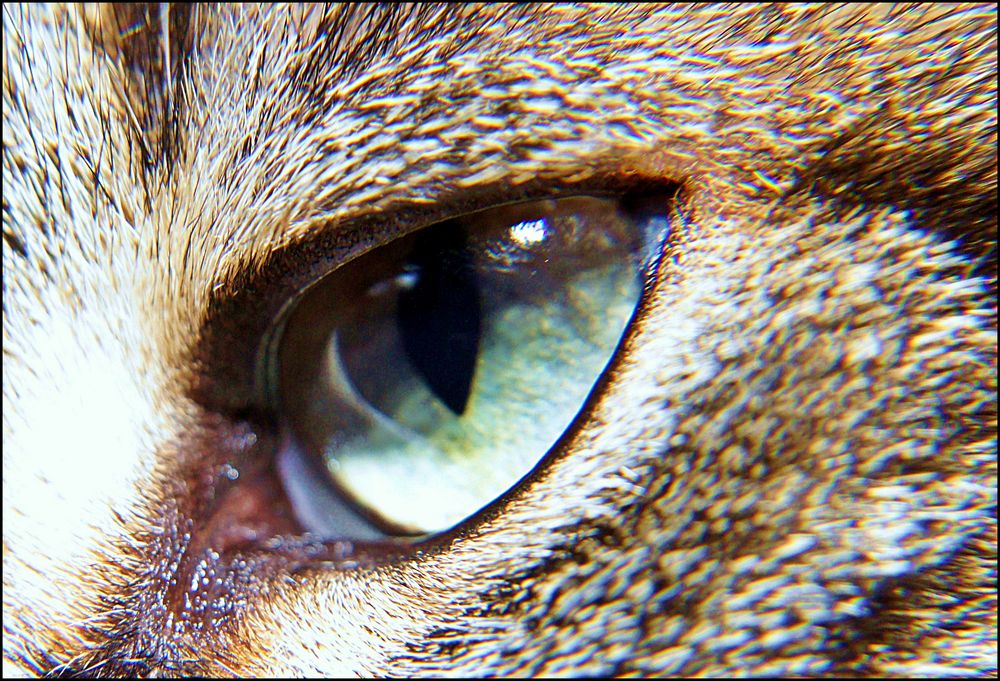 Das Katzenauge Foto & Bild | tiere, haustiere, katzen Bilder auf fotocommunity