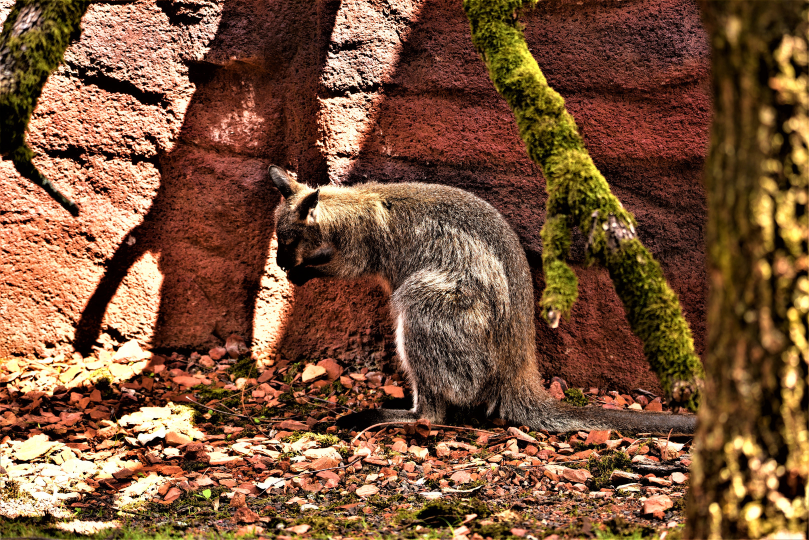 Das Kengeru. Foto & Bild | tiere, zoo, wildpark & falknerei, säugetiere ...