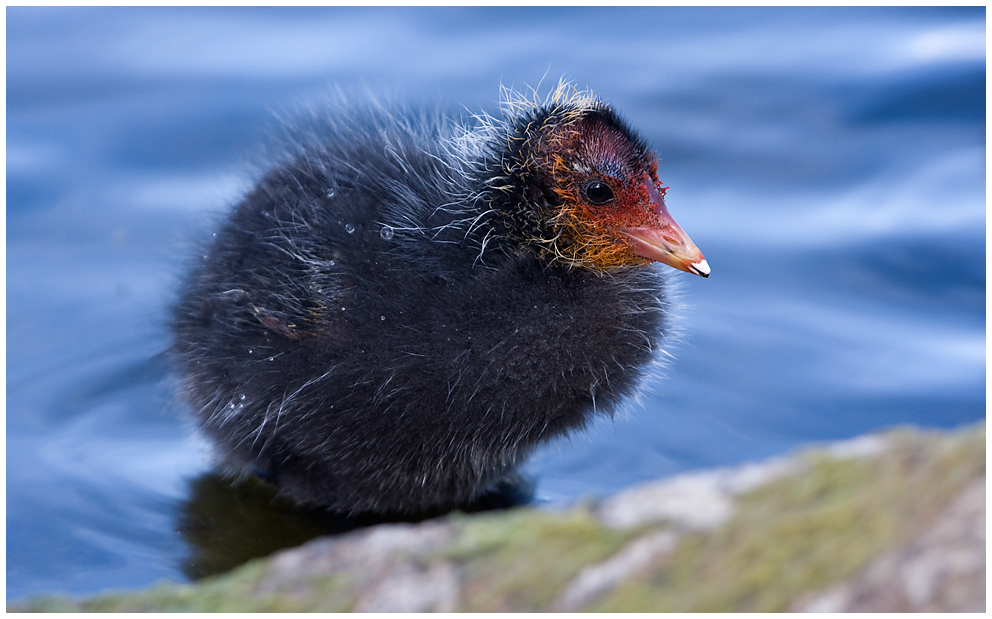 Das Kindchenschema.. Foto & Bild | tiere, tierkinder, natur Bilder auf ...