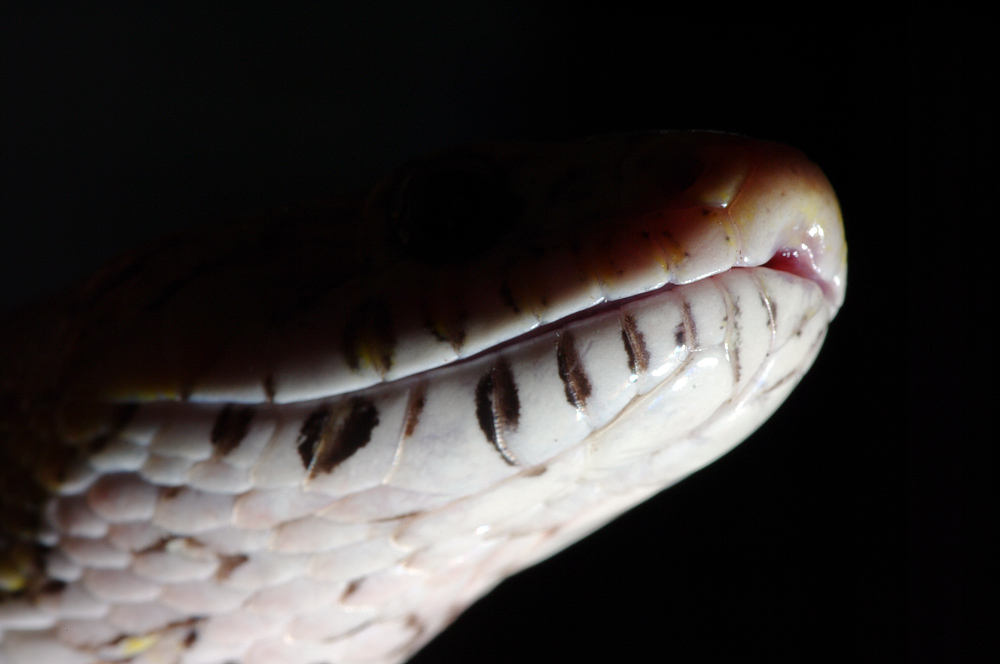 das Kinn von Shakira Foto & Bild | tiere, haustiere, terraristik Bilder ...