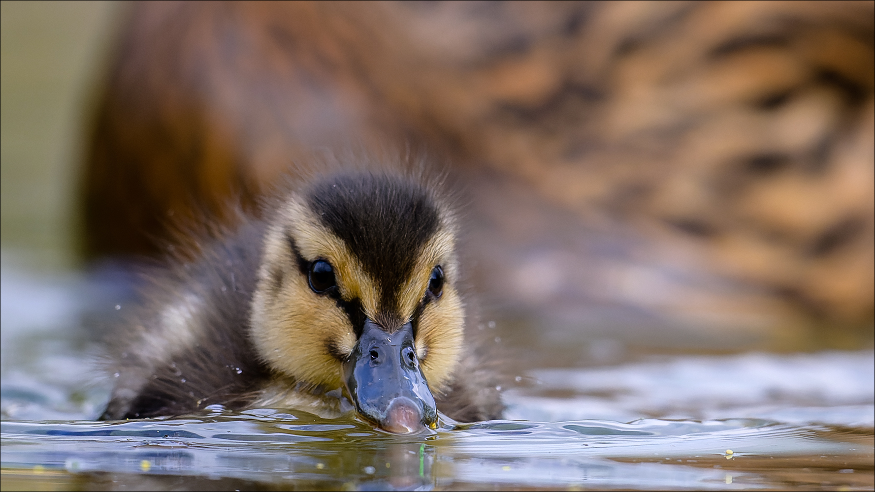 Das kleine Entlein Foto & Bild | natur, tiere, enten Bilder auf ...