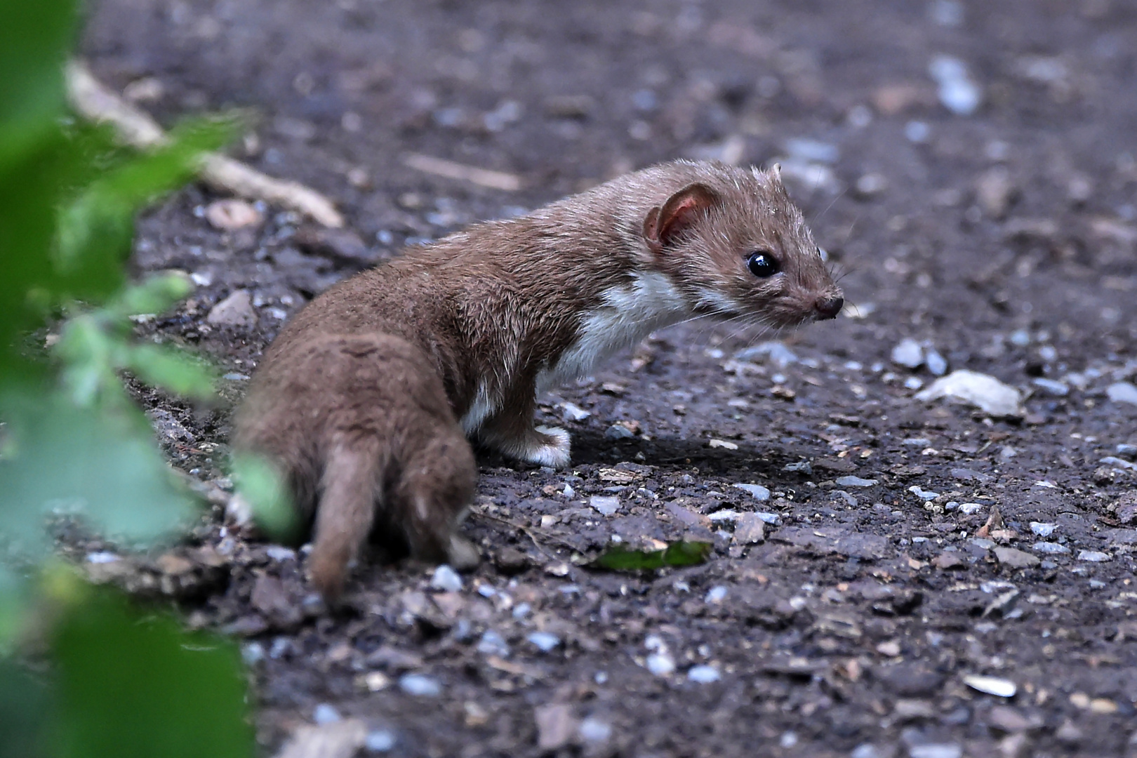 Das kleinste Raubtier der Welt Foto & Bild | natur, nagetier, tiere ...