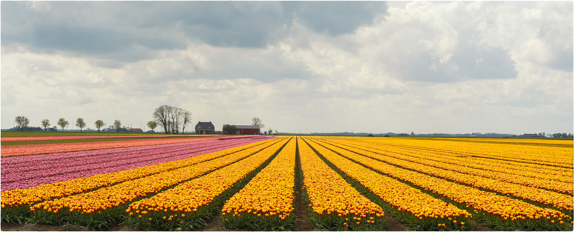 Das knallt ! Foto & Bild | europe, benelux, pflanzen, pilze & flechten Bilder auf fotocommunity