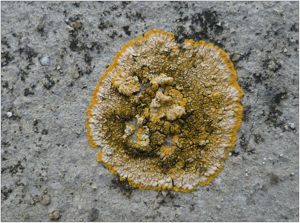 Das könnte vielleicht ... Foto & Bild | pflanzen, pilze & flechten, pilze & flechten, flechten ...