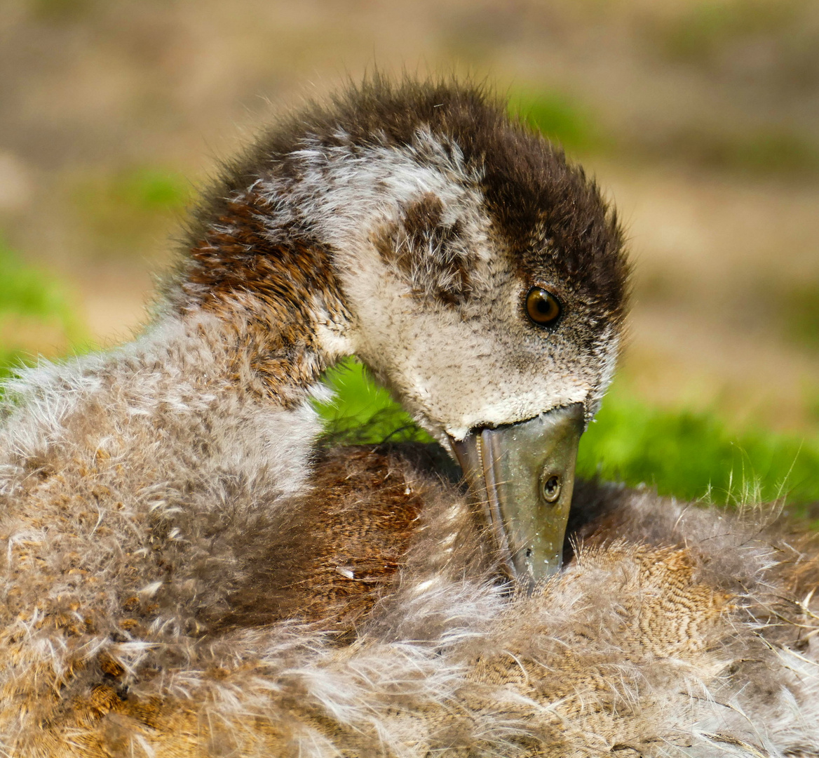 Das Küken mausert Foto & Bild | tiere, wildlife, wild lebende vögel ...