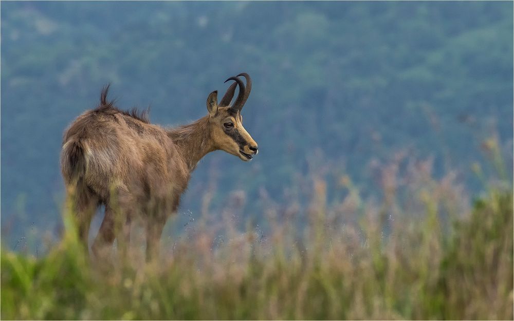 das lächeln der gams Foto & Bild | france, wald, sommer Bilder auf ...