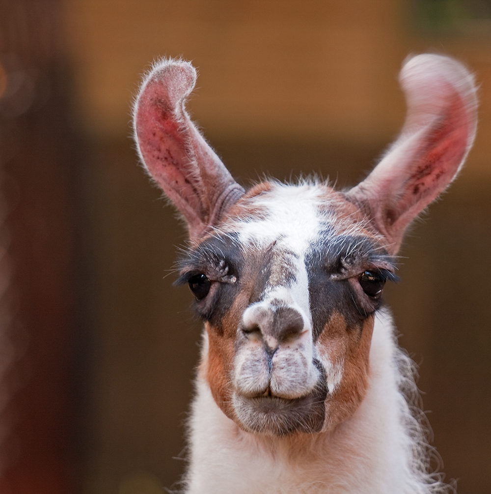 Das Lama (Lama glama) Foto & Bild | tiere, tierpark tiere , natur ...
