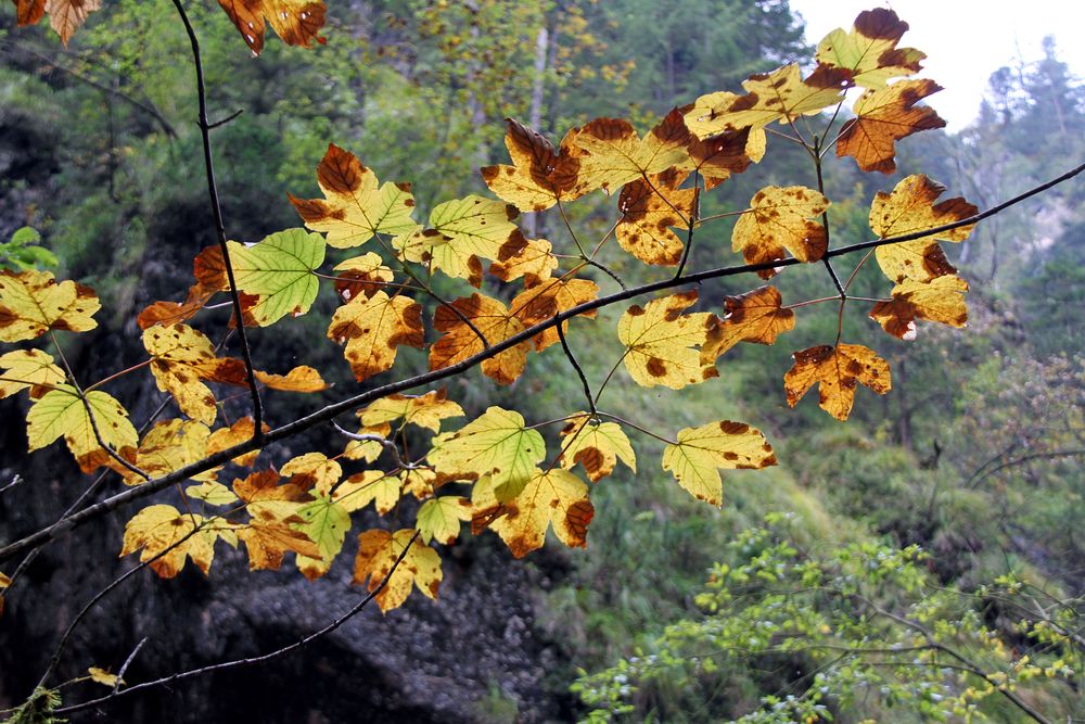 Das Laub verfärbt sich schon in der Almbachklamm im Berchtesgadener ...
