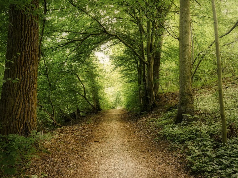 Das Leben kennt den Weg! Foto & Bild | landschaft, wege und pfade, wald ...
